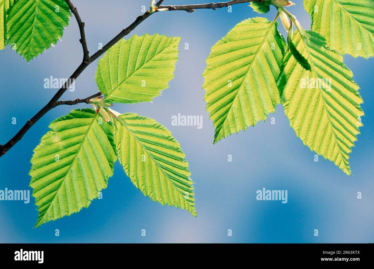 Hornbeam (Carpinus betulus), leaves, Hainbuche, Weissbuche, Blaetter ...