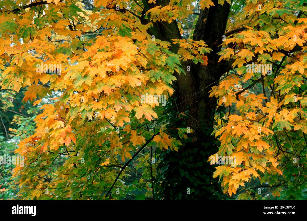Norway maple (Acer platanoides) in autumn, plants, Europe, maple family ...