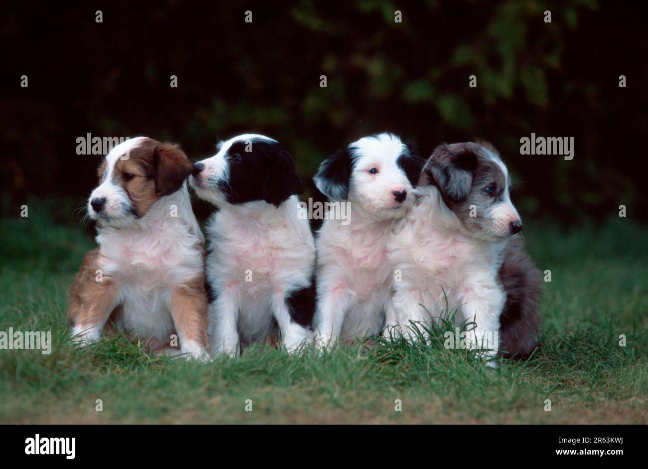 Five dog dogs puppy hi-res stock photography and images - Alamy