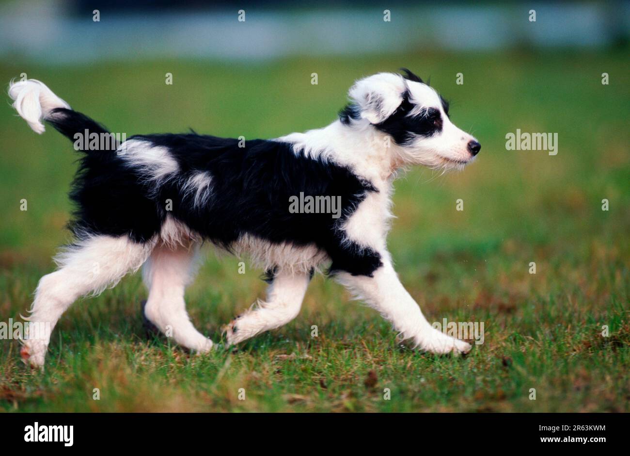 Mixed Breed Dog, puppy, 8 weeks old (animals) (mammals) (mammals ...