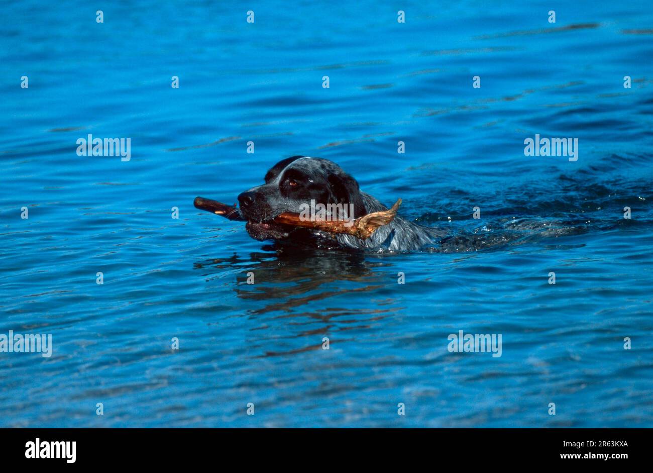 Dog head with branch hi-res stock photography and images - Alamy
