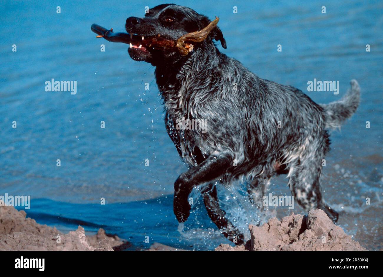 Wet mongrel hi-res stock photography and images - Alamy