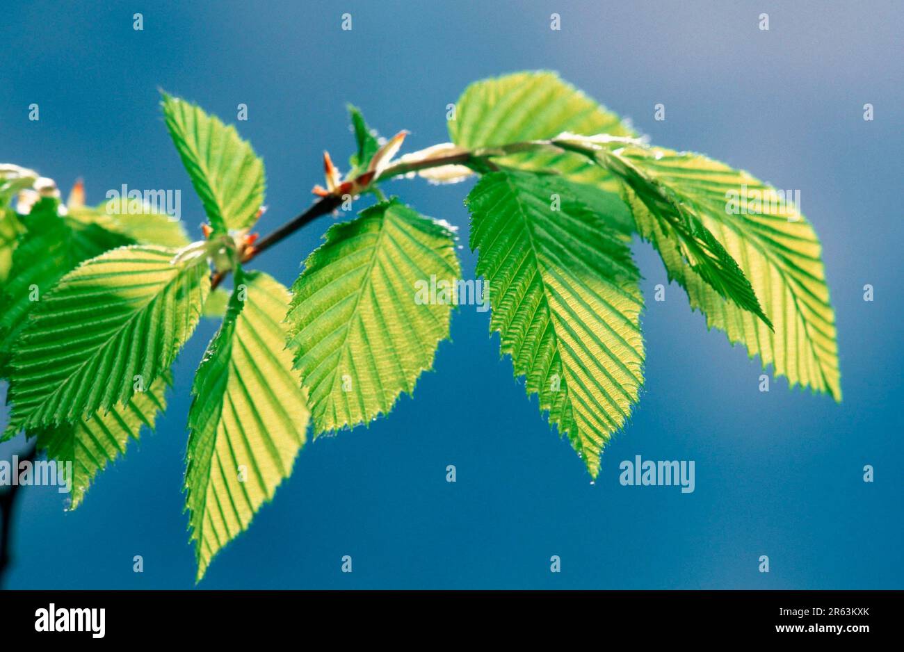 Hornbeam (Carpinus betulus), leaves, Hainbuche, Weissbuche, Blaetter ...