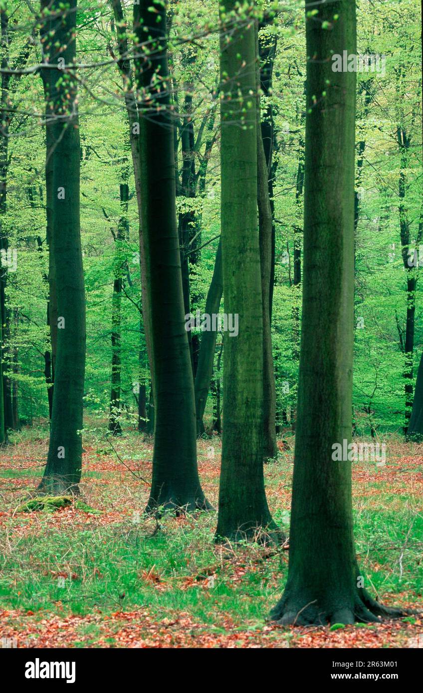Deciduous forest in spring (Europe) (green) (vertical) (landscapes ...