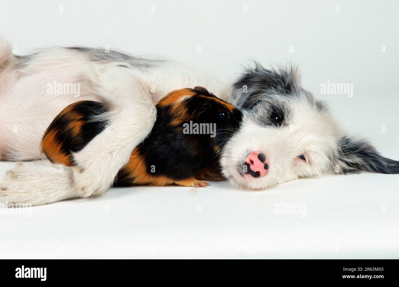 Guinea pigs relaxed hi-res stock photography and images - Alamy