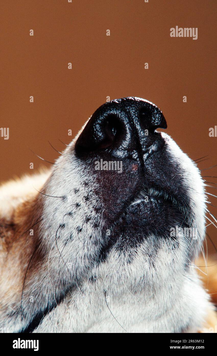 Dog nose detail hi-res stock photography and images - Alamy