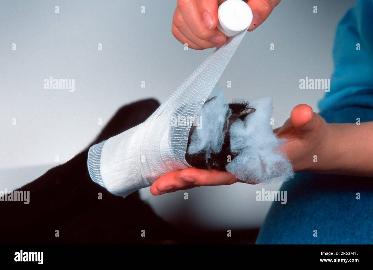 First aid for the dog, bandaging the paw Stock Photo - Alamy