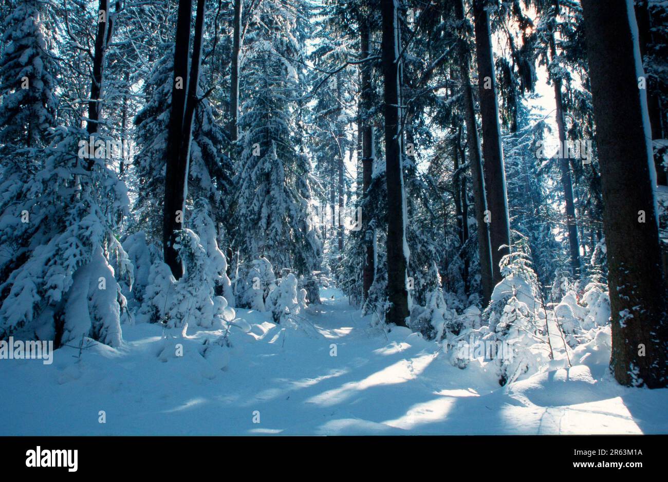 Coniferous forest in winter, Bavaria (Europe) (Backlight) (Landscapes ...
