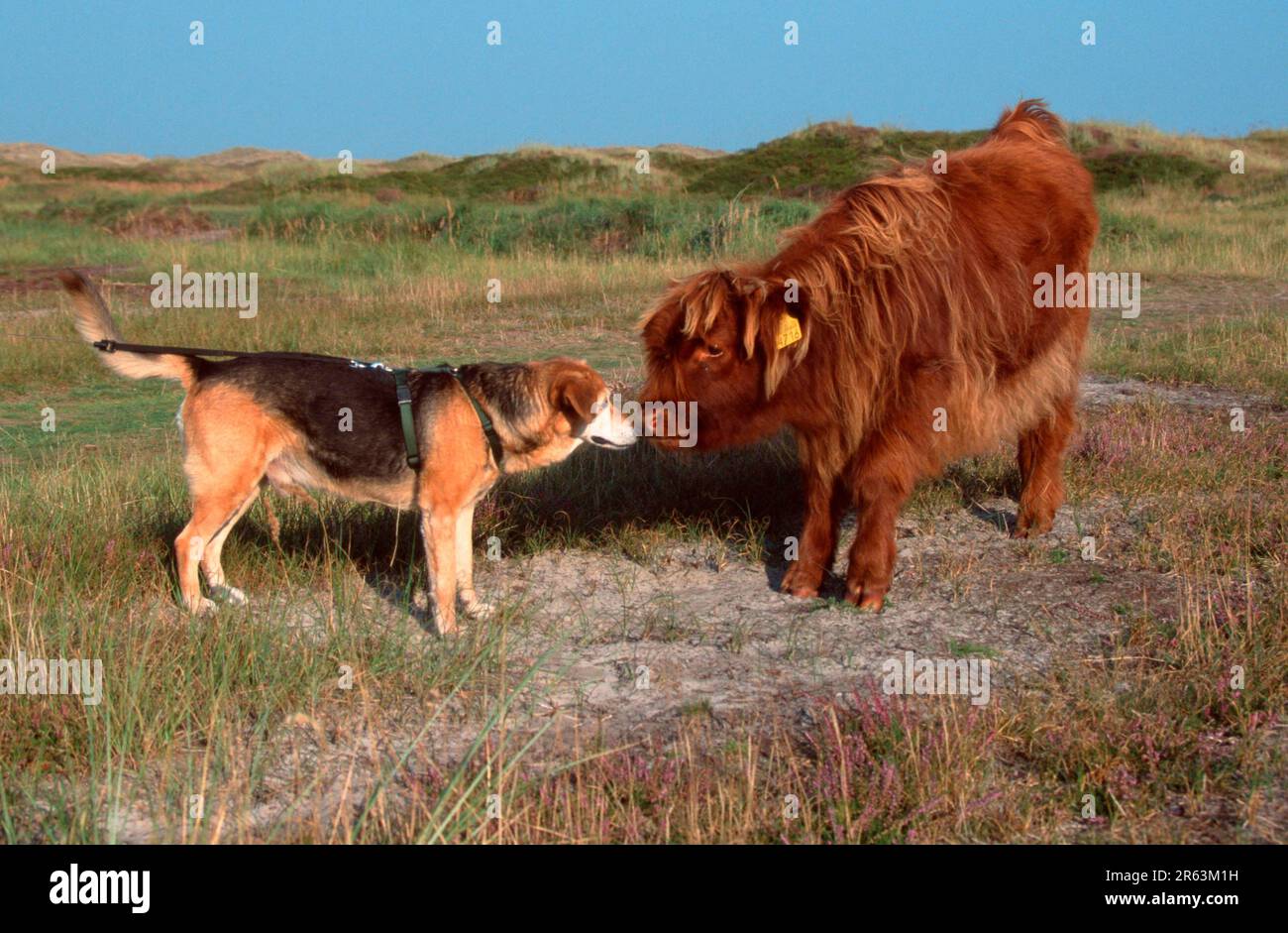 Mixed breed dog and Scottish Highland Cattle, calf Stock Photo - Alamy