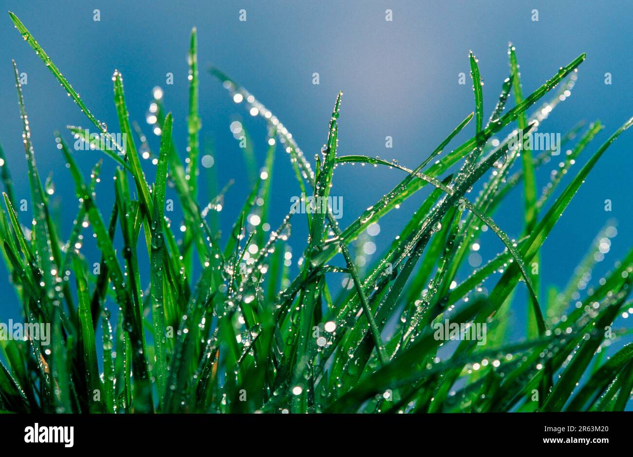 Grass with waterdrops, blades of grass with water drops (Plants) true ...