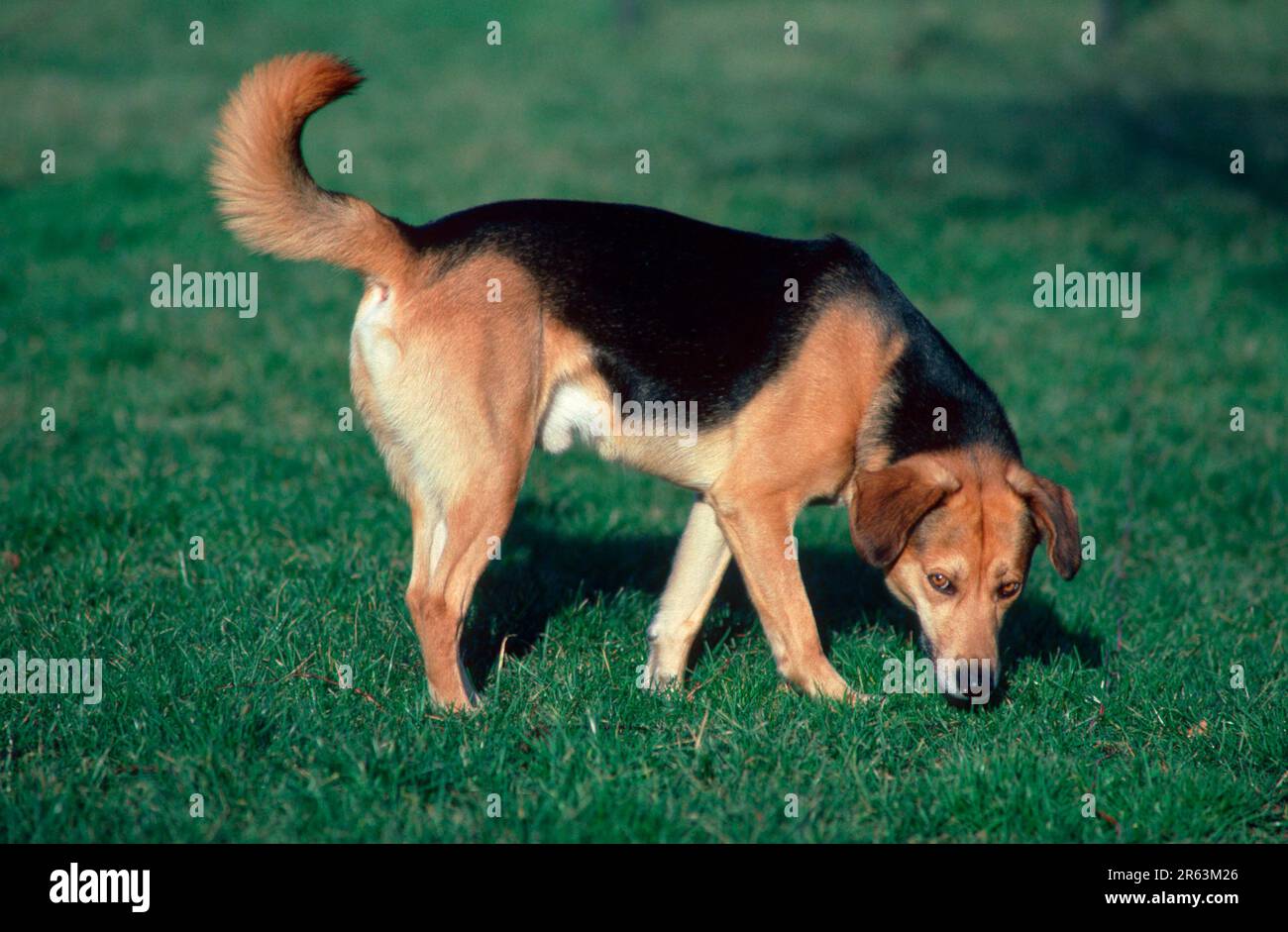 Mixed Breed Dog (animals) (mammals) (mammals) (domestic dog) (pet ...