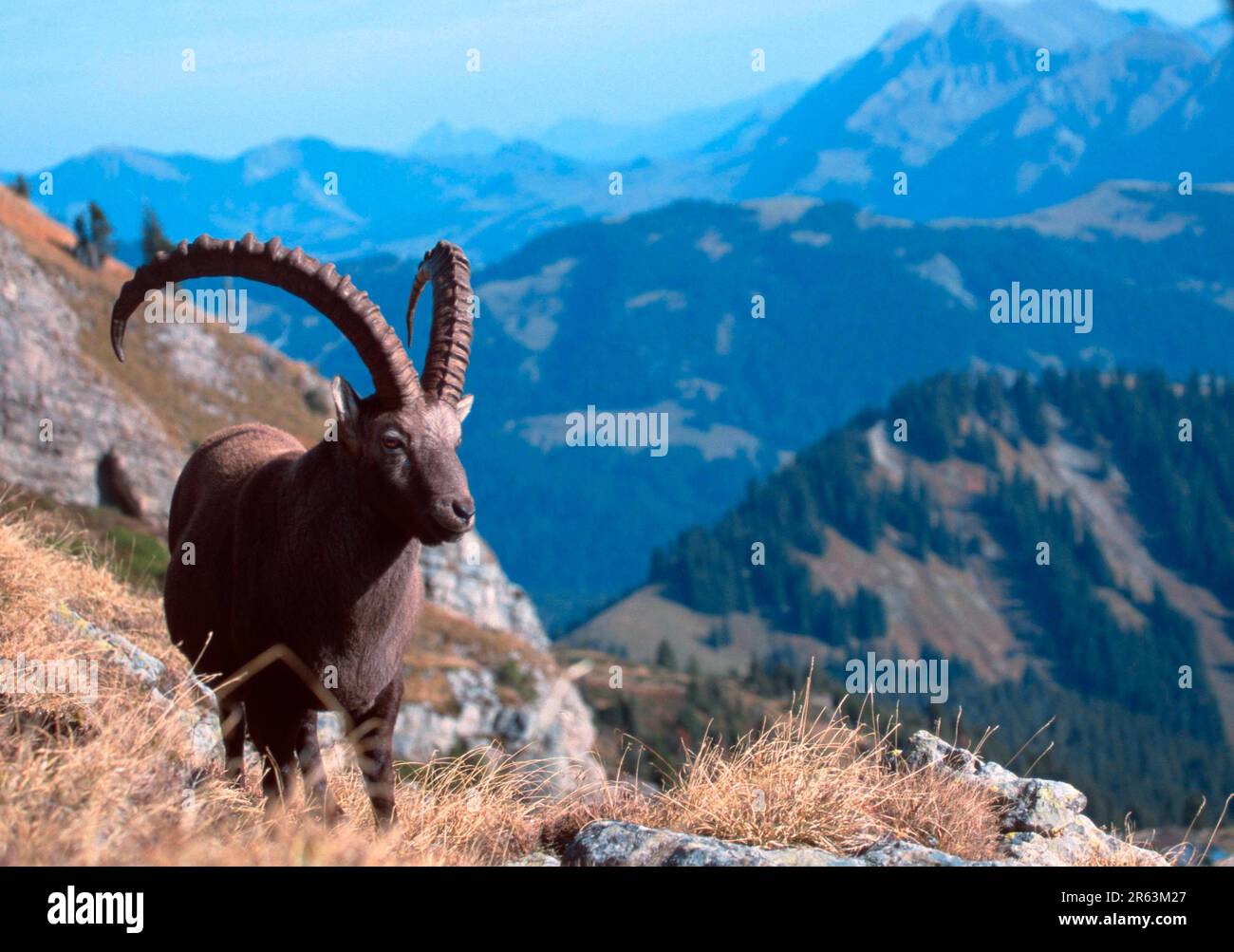 Alpine ibex (Capra ibex), Bernese Oberland () (alps) (Europe ...