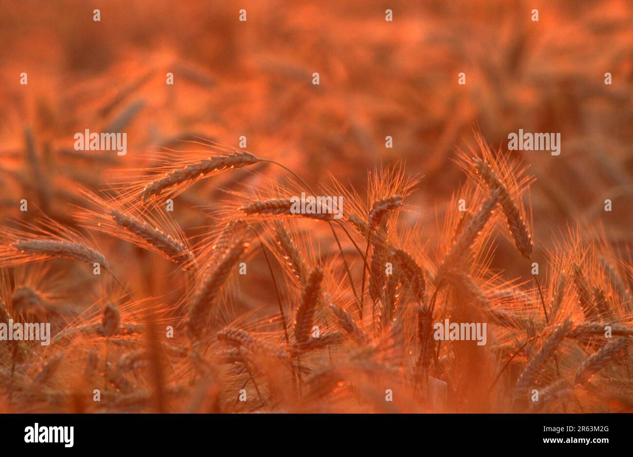 Rye (Secale cereale) field at sunrise, Germany, Roggenfeld bei ...