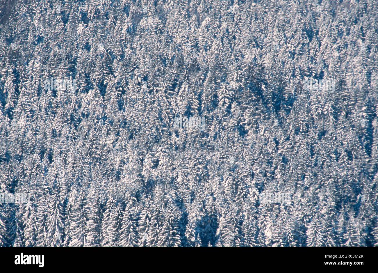Coniferous forest in winter, Europe, patterns, structures, landscapes ...