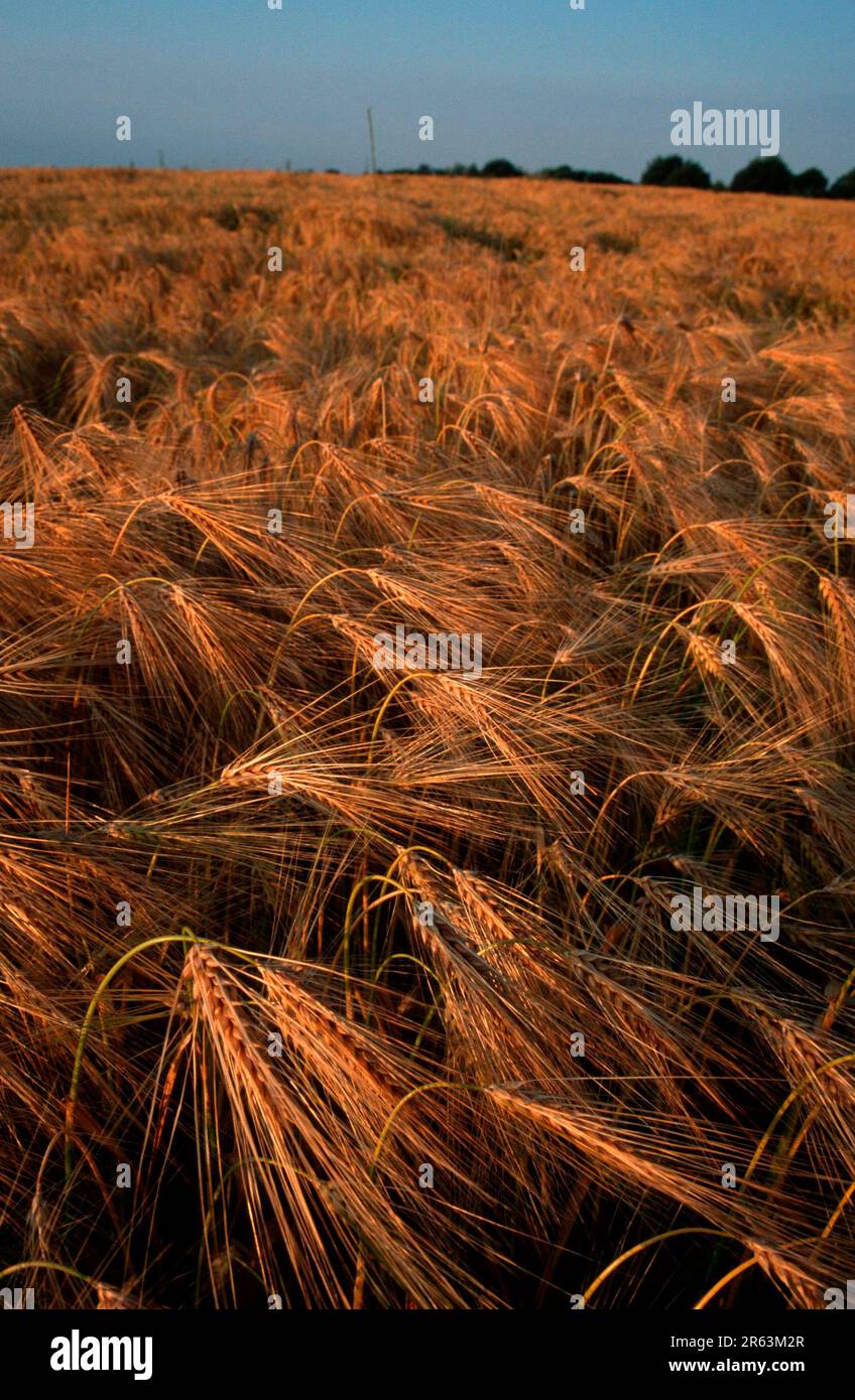 Rye (Secale cereale) (Europe) (Plants) true grass (Gramineae) (Cereals ...