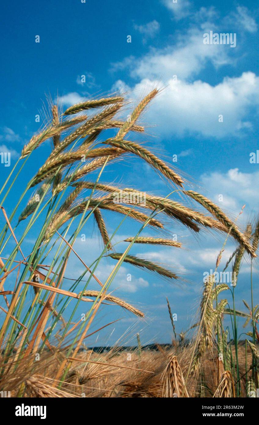 Rye (Secale cereale), Germany, Roggen, Deutschland, Europa, europe ...