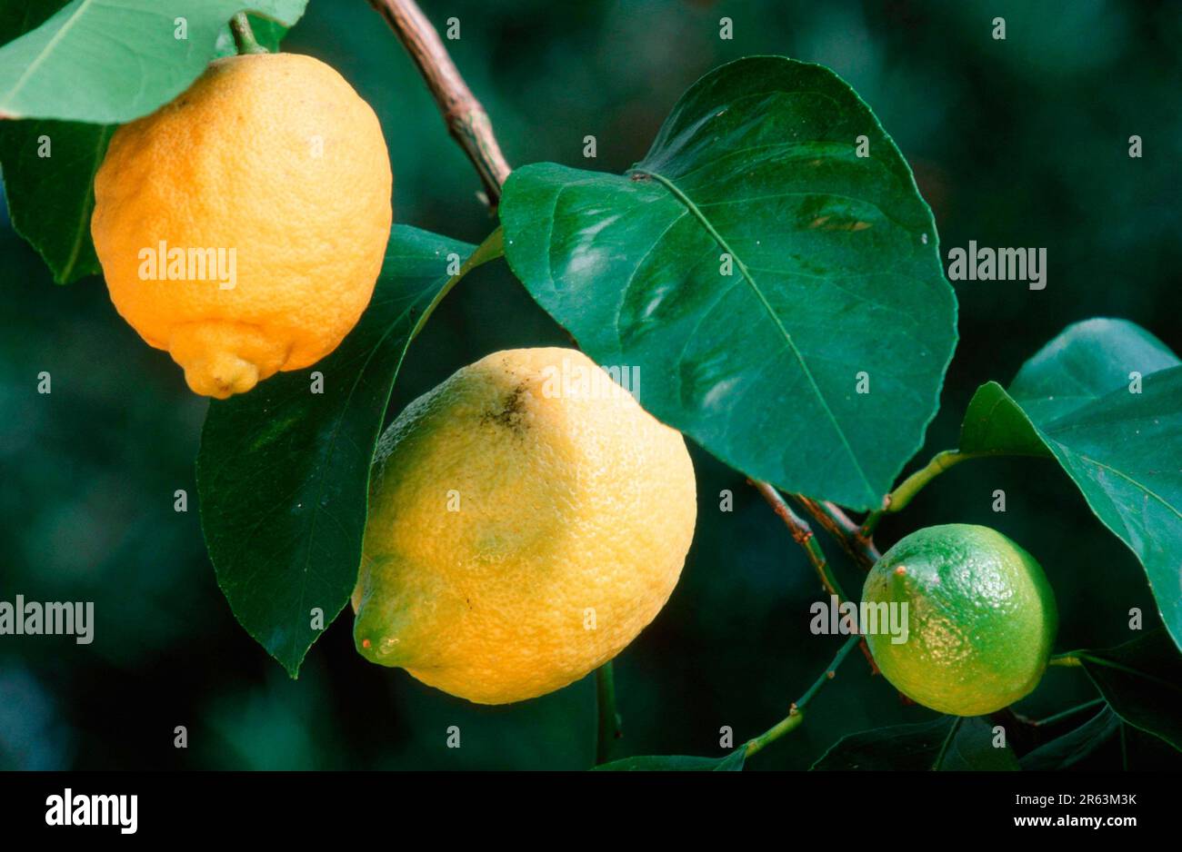 Citrus plant leaf hi-res stock photography and images - Alamy