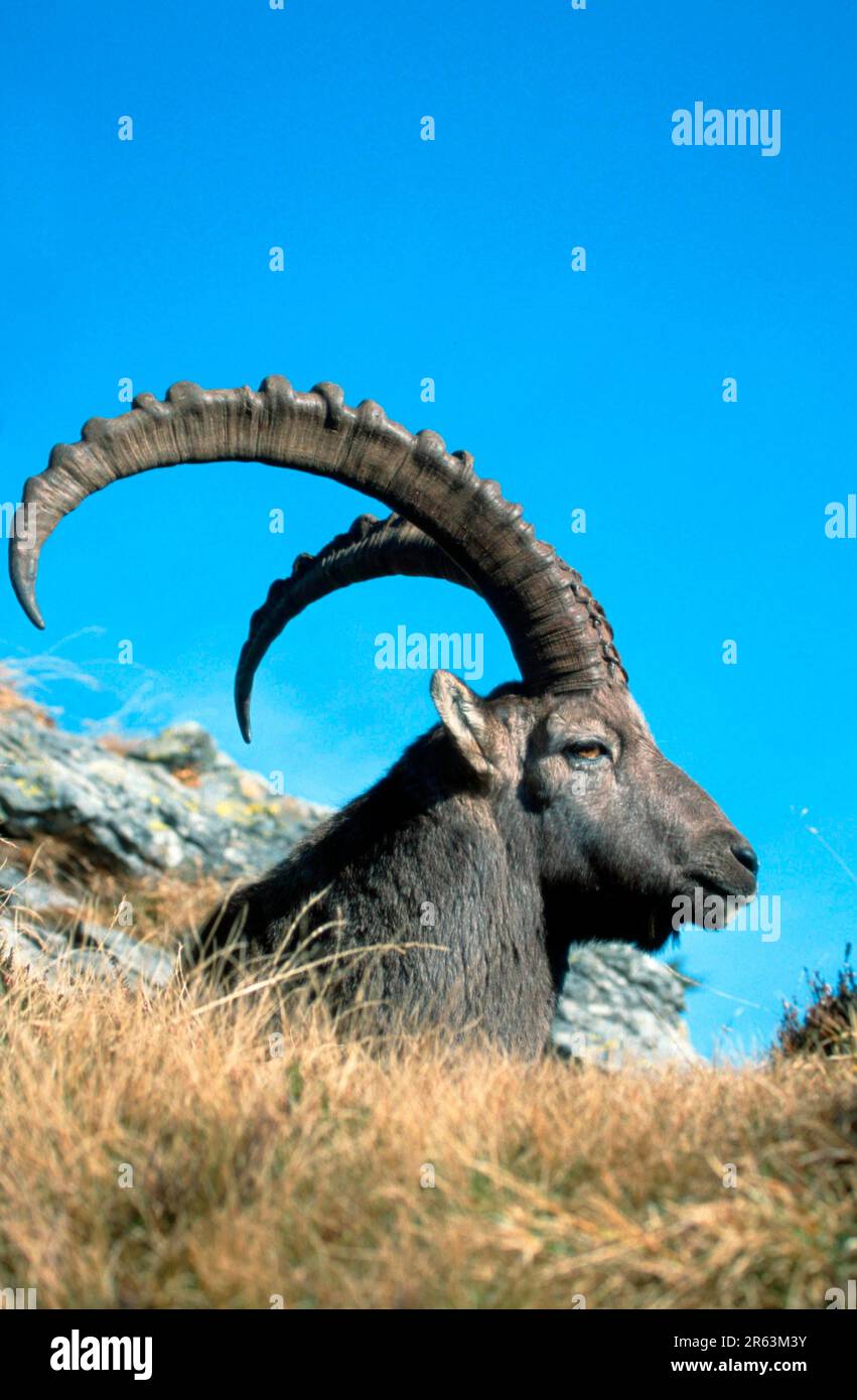 Alpine ibex (Capra ibex), males, Bernese Oberland () (alps) (Europe ...