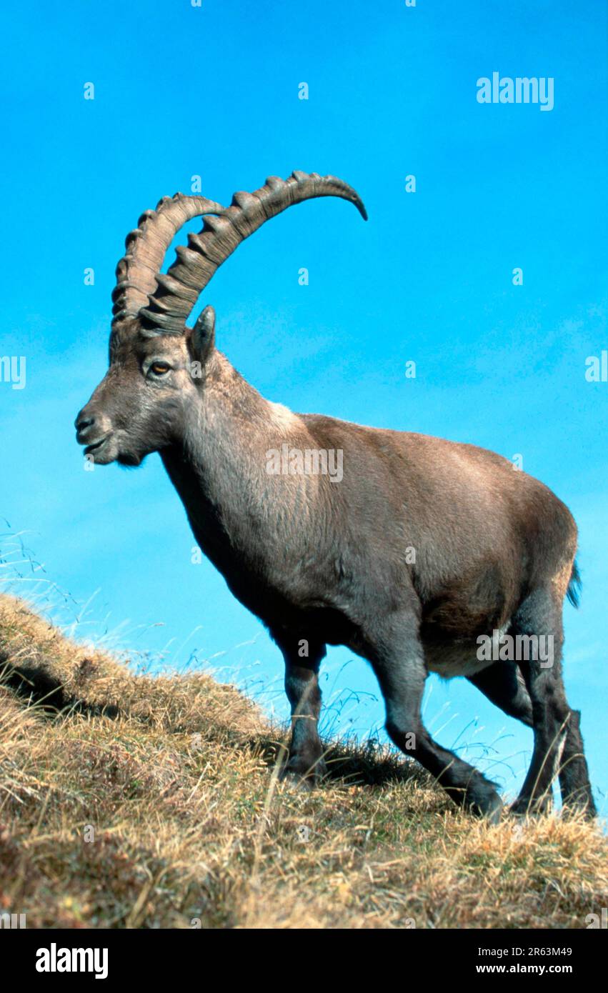 Alpine ibex (Capra ibex), Bernese Oberland () (alps) (Europe ...