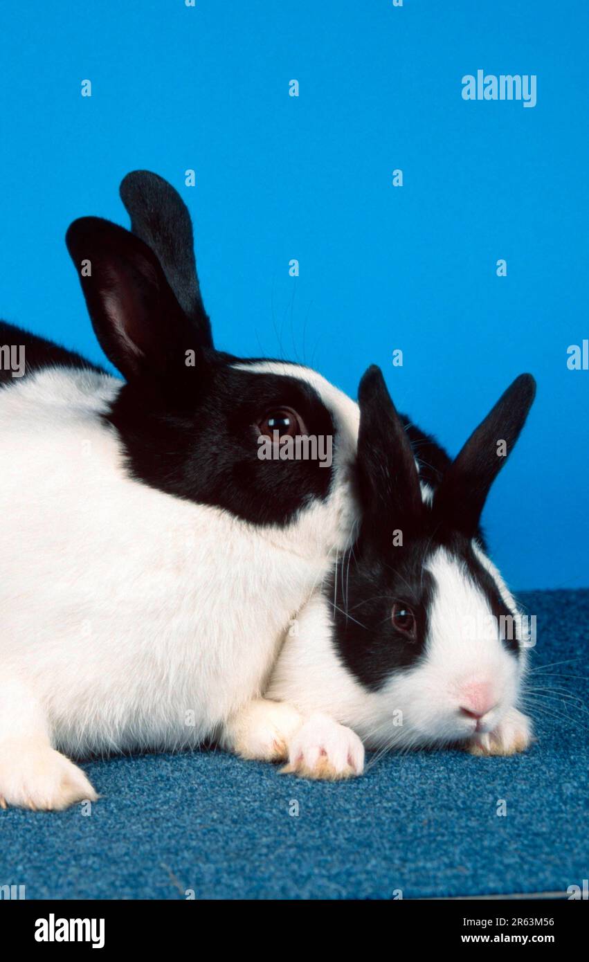 Rabbit cubs hi-res stock photography and images - Alamy