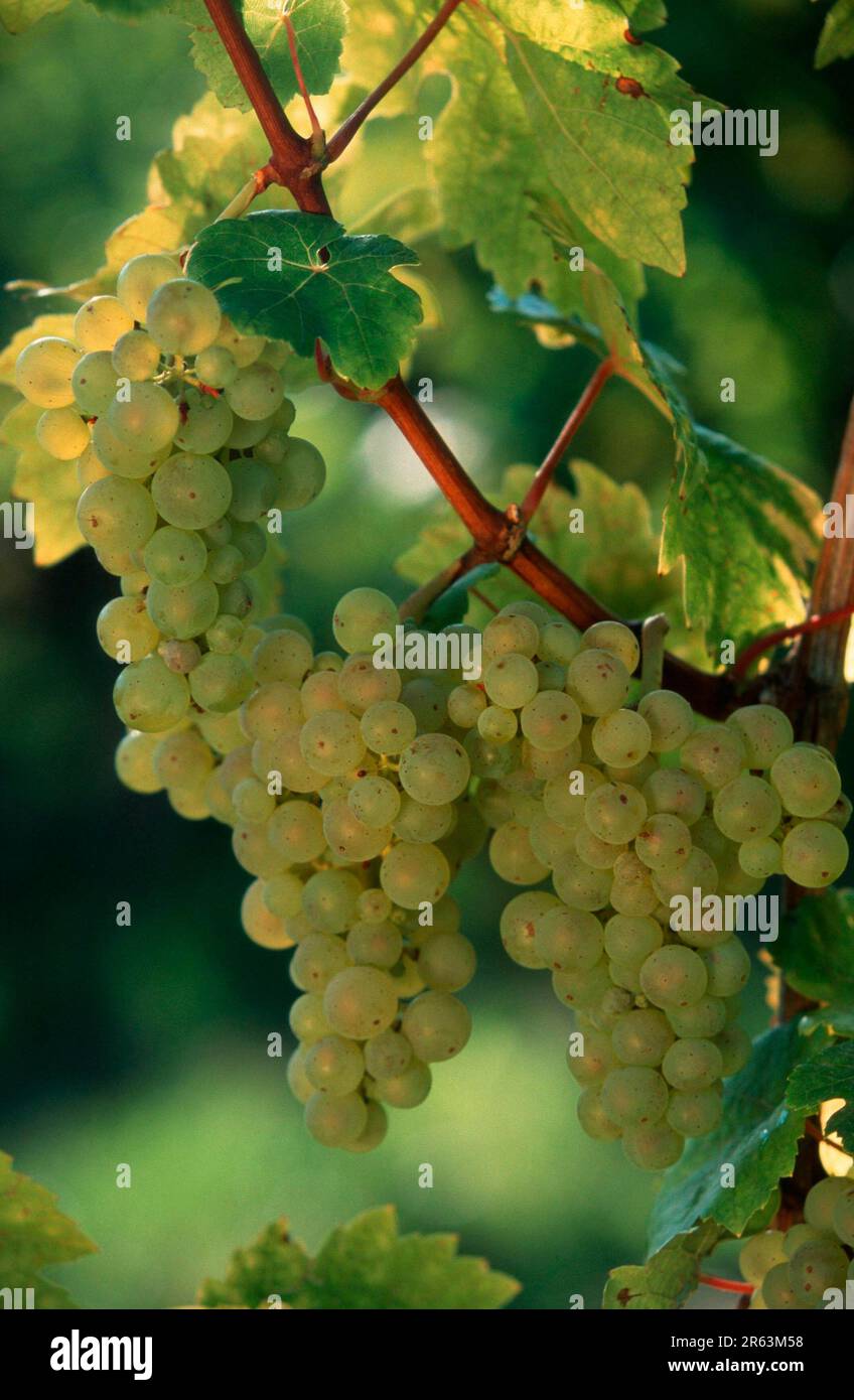 Grape, White grapes on the vine (Europe) (Plants) (Crop) (Fruit) (Fruit ...