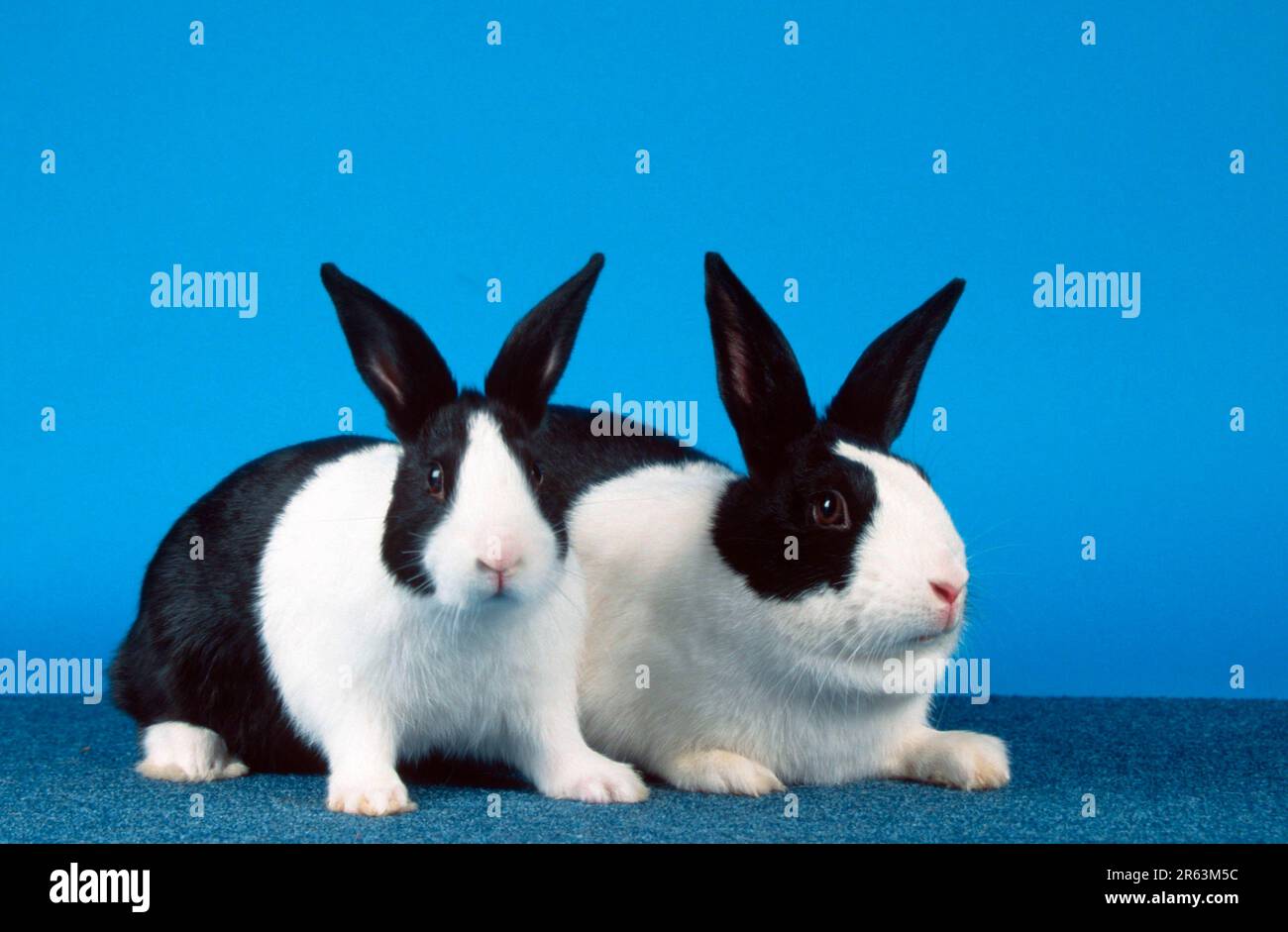 Rabbit cubs hi-res stock photography and images - Alamy
