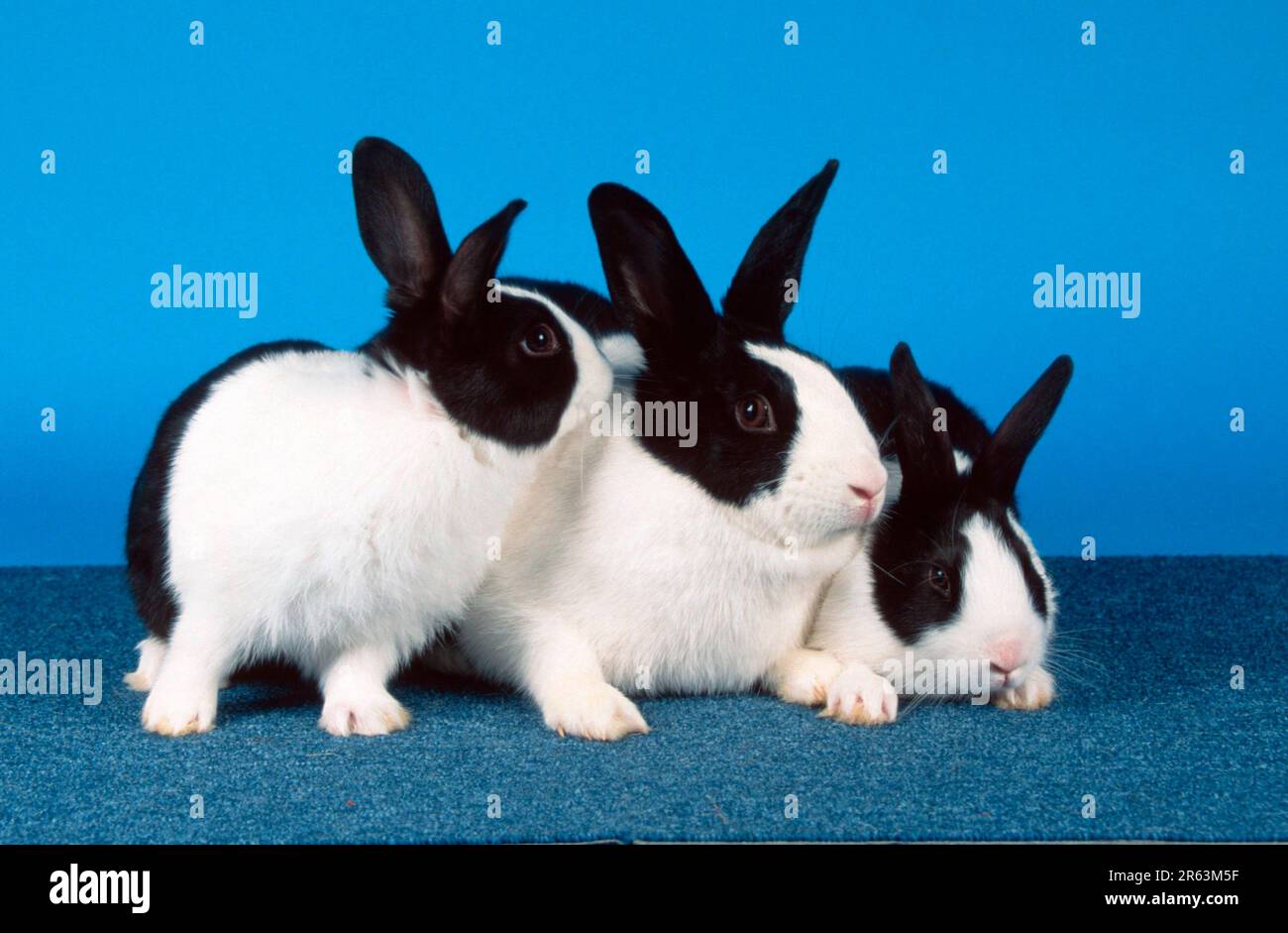 Dutch rabbit with kittens Stock Photo - Alamy