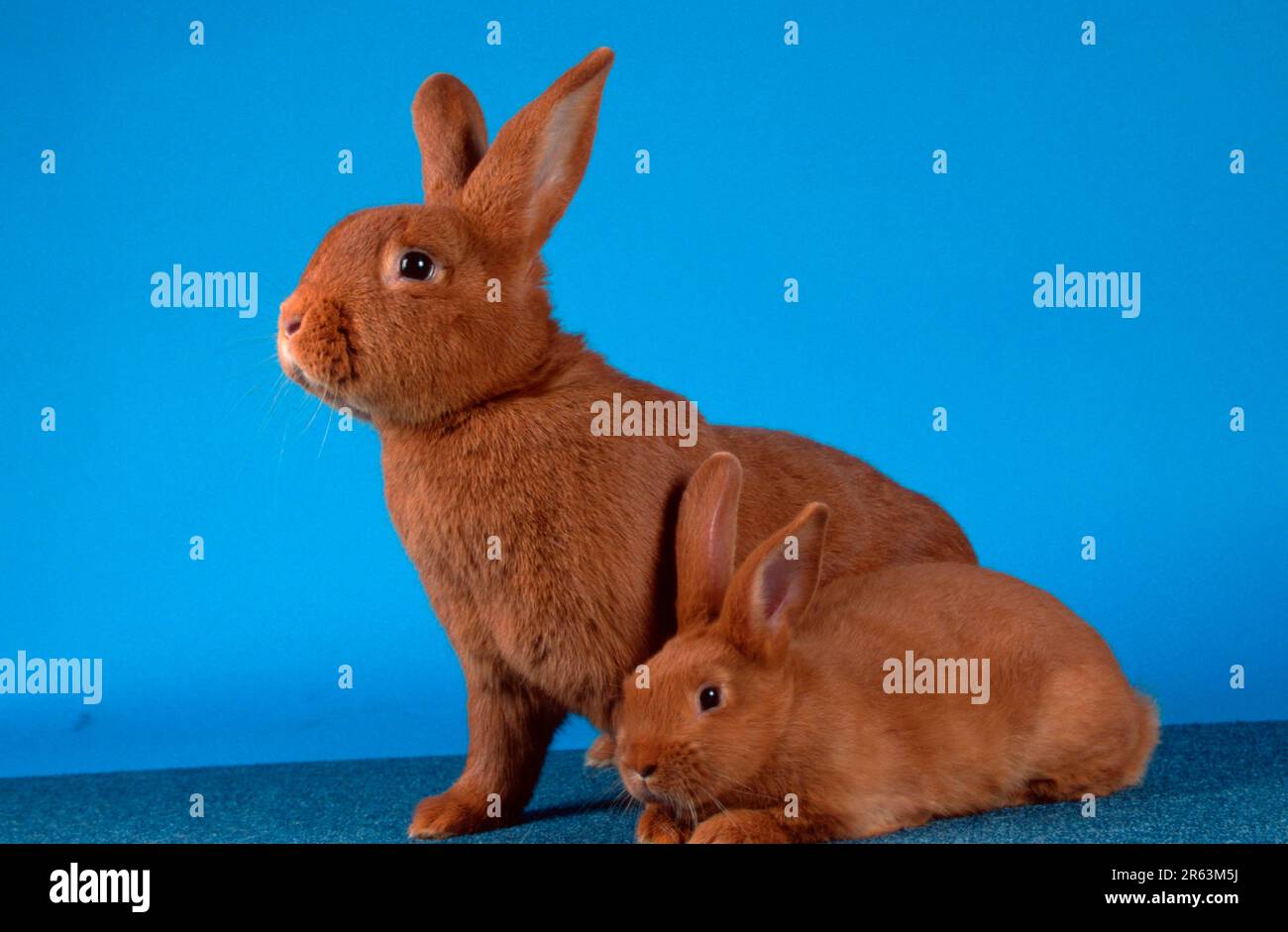 Rabbit with young, Red New Zealander rabbit with young, Red New ...