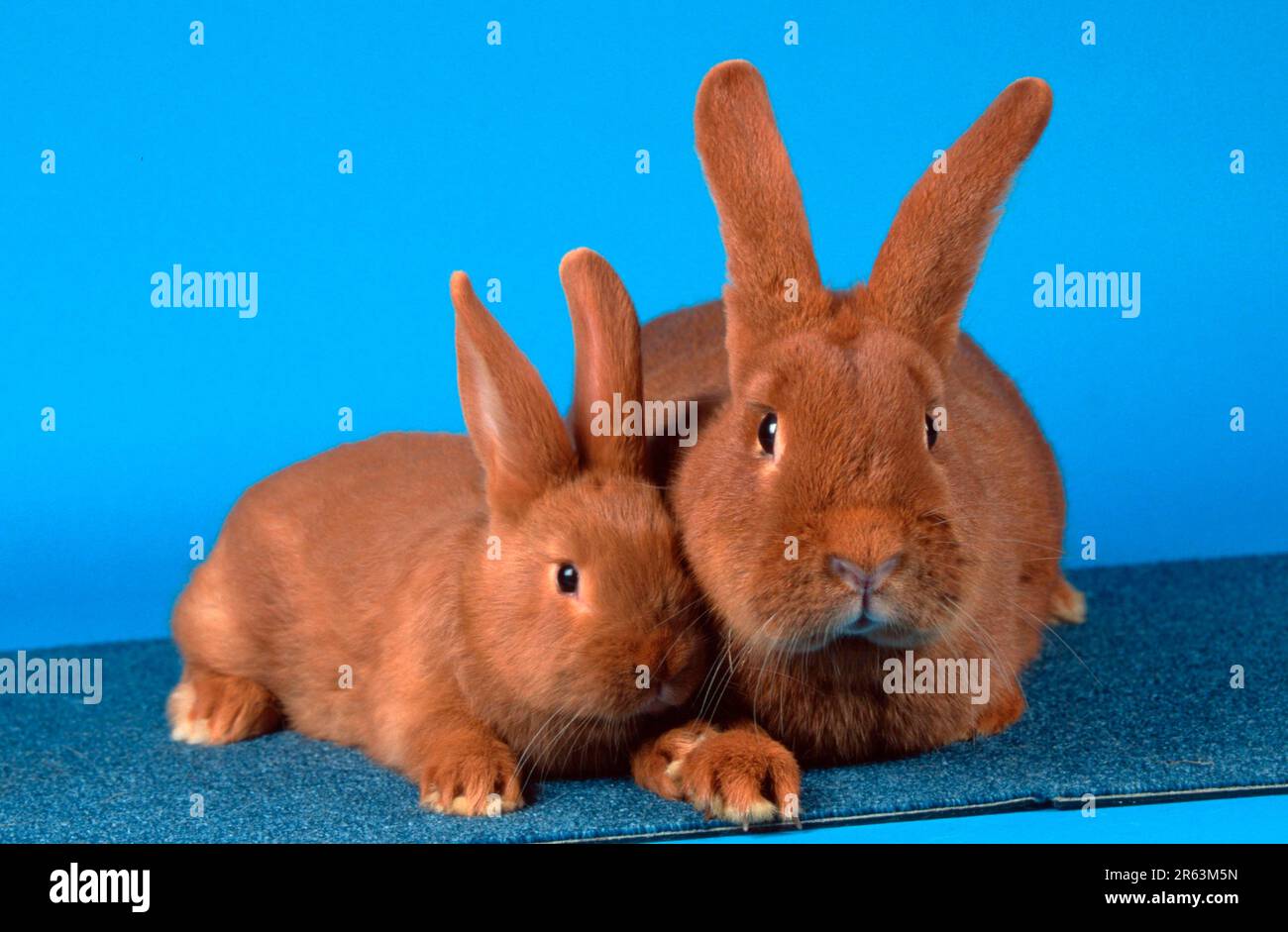 Rabbit with young, Red New Zealander rabbit with young, Red New ...