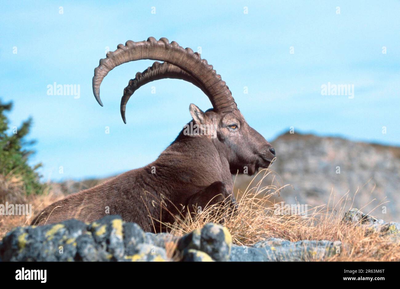 Alpine ibex (Capra ibex), Bernese Oberland () (alps) (Europe ...