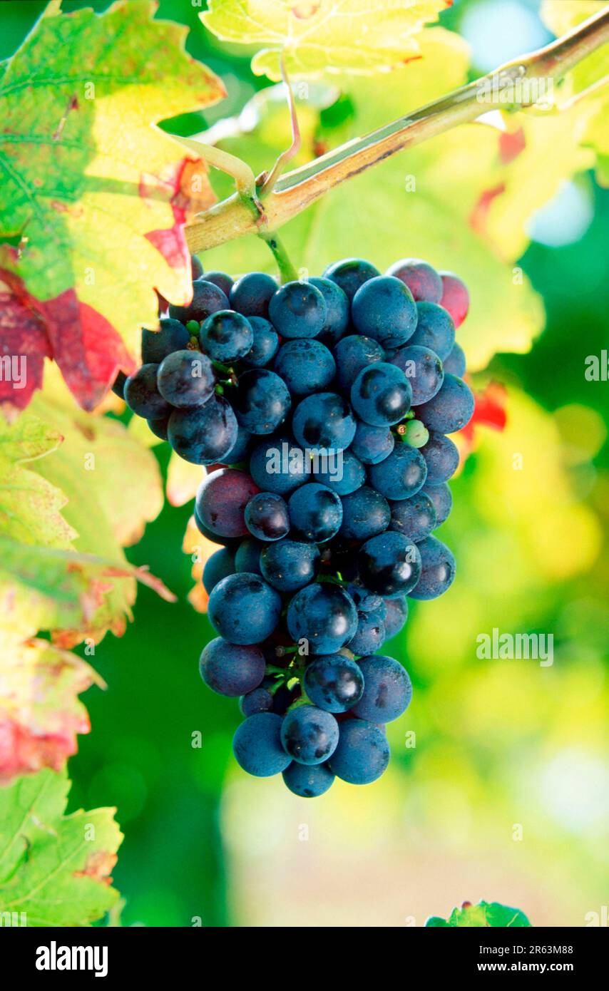 Grape, Blue grapes on the vine (plants) (crop) (fruit) (fruit) (Europe ...