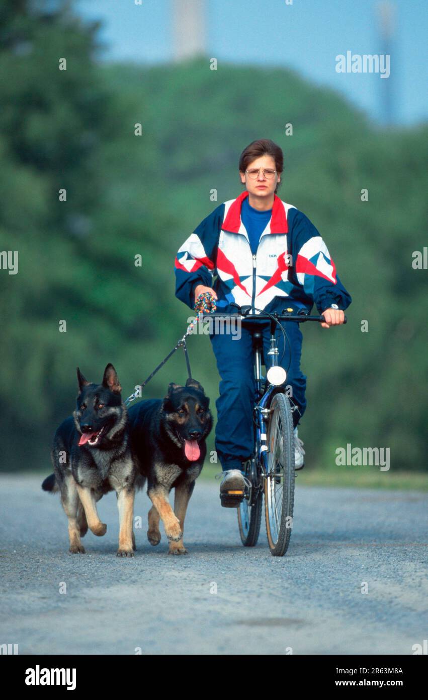 Young woman riding bicycle with dogs, German shepherd dogs, German ...