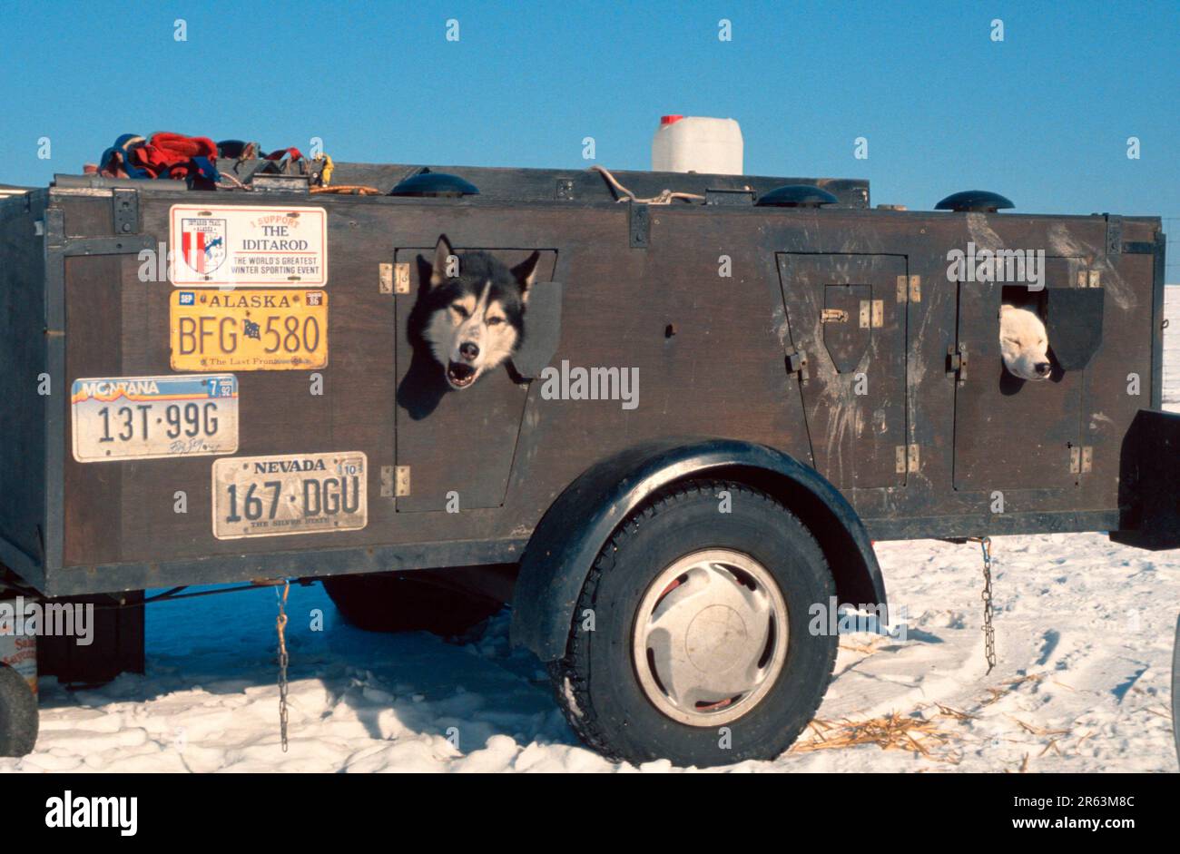 Siberian Husky looking out of the van Stock Photo - Alamy