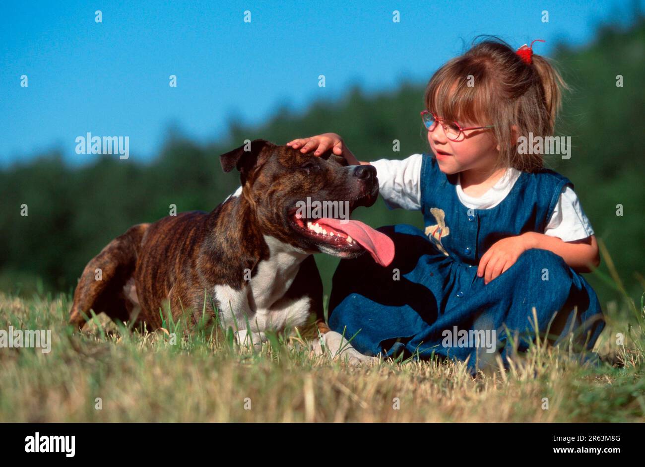 American staffordshire terrier child hi-res stock photography and ...