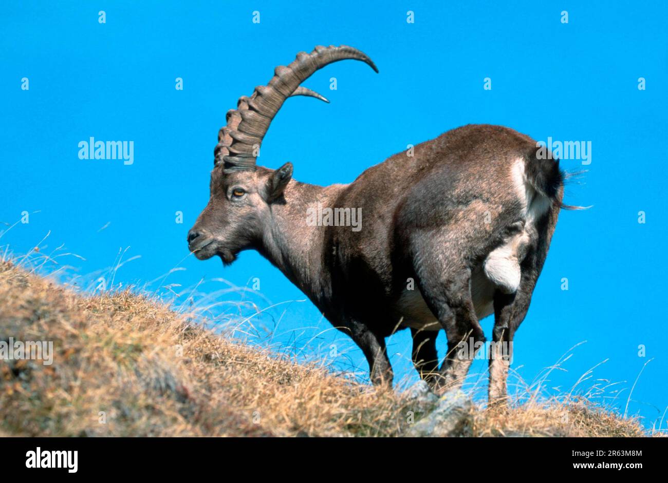Alpine ibex (Capra ibex), Bernese Oberland () (alps) (Europe ...