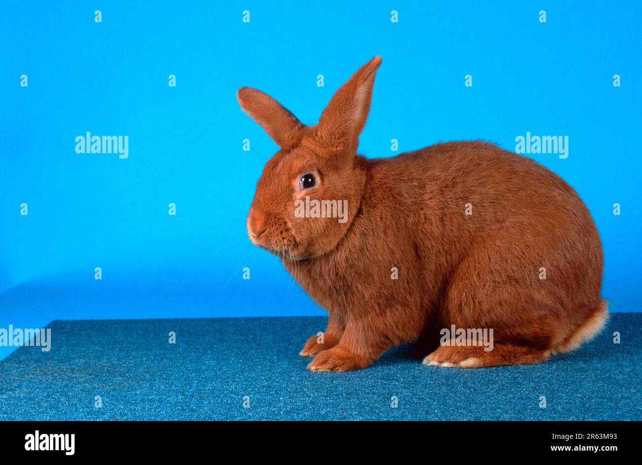 New zealand red rabbit hi-res stock photography and images - Alamy