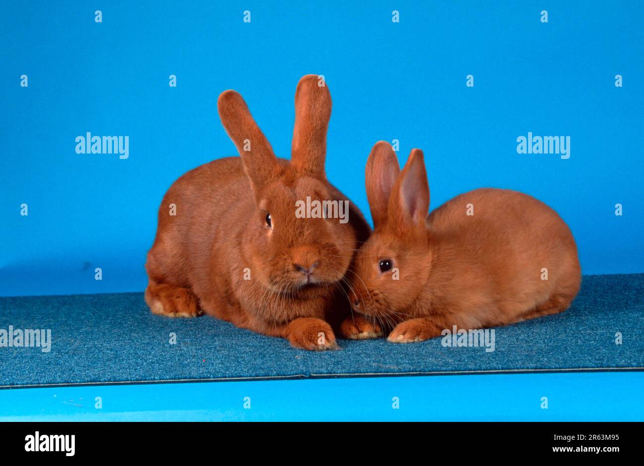 Rabbit with young, Red New Zealander rabbit with young, Red New ...