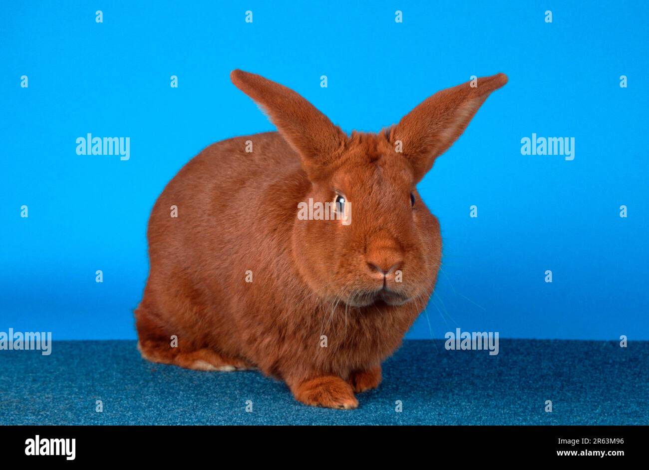 Rabbit, Red New Zealand rabbit, Red New Zealand, animals, mammals ...