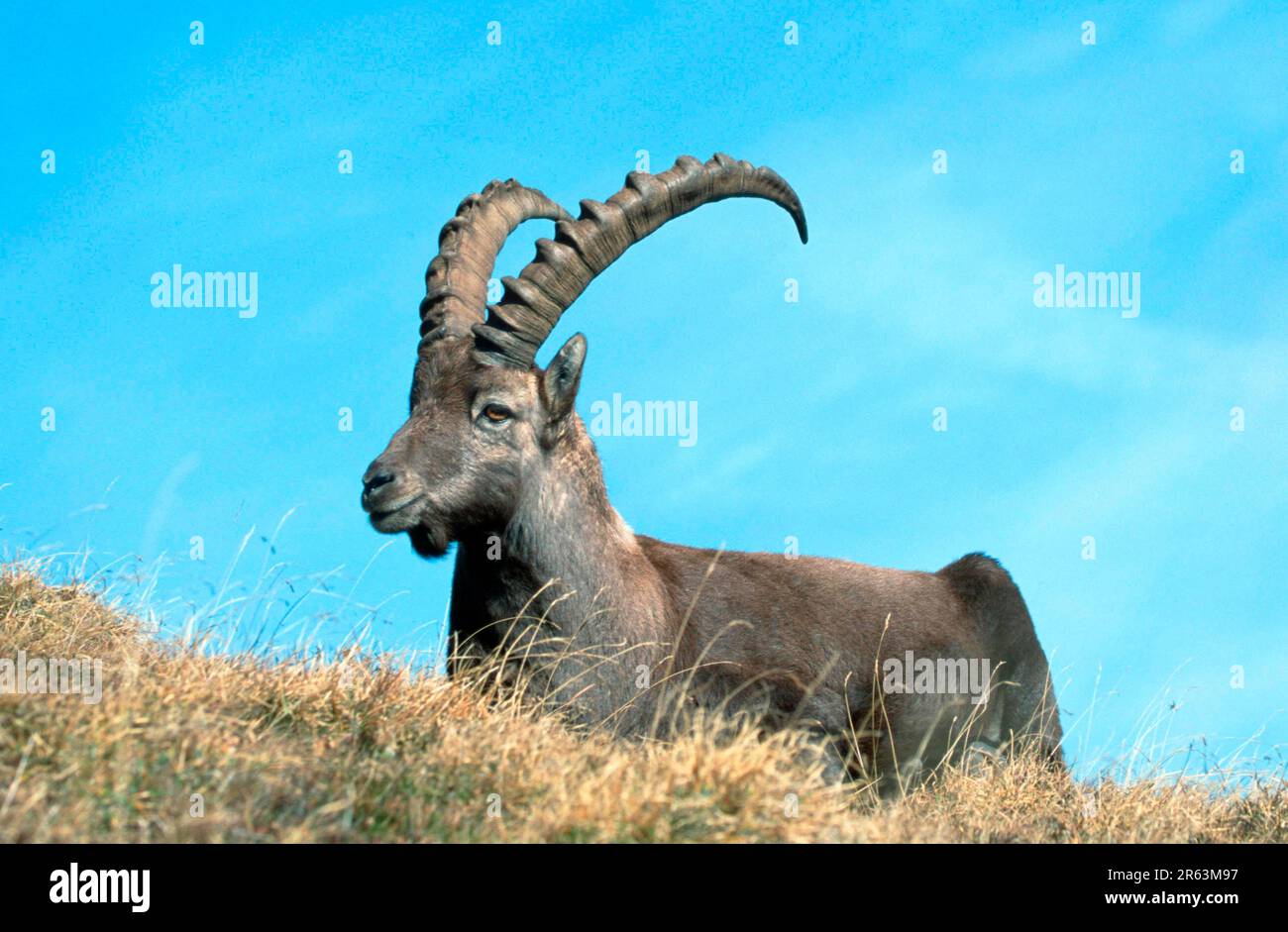 Alpine ibex (Capra ibex), Bernese Oberland () (alps) (Europe ...