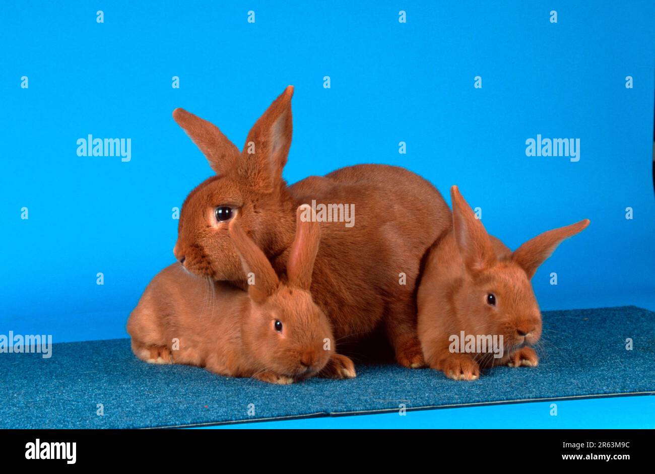 Rabbit with youngs, Red New Zealand rabbit with kittens, Red New ...