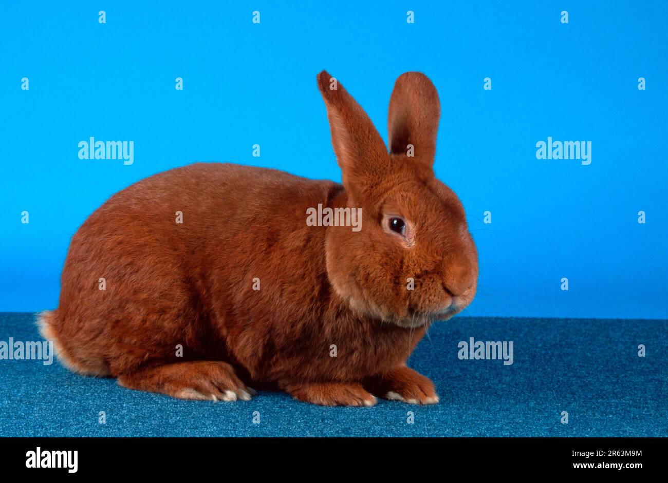 Rabbit, Red New Zealand rabbit, Red New Zealand, animals, mammals ...