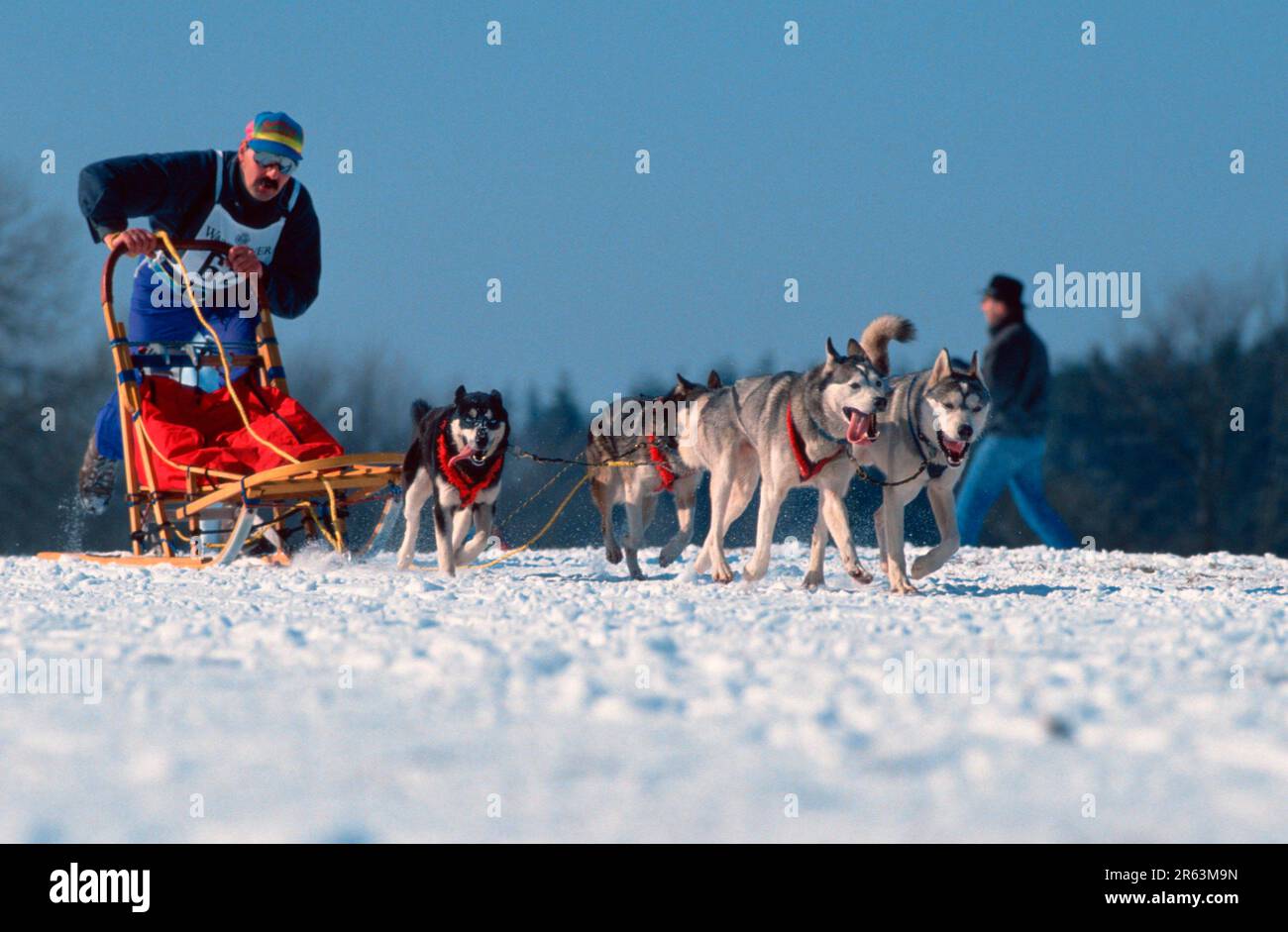 Siberian Husky Team, Sled Dog Racing Stock Photo - Alamy