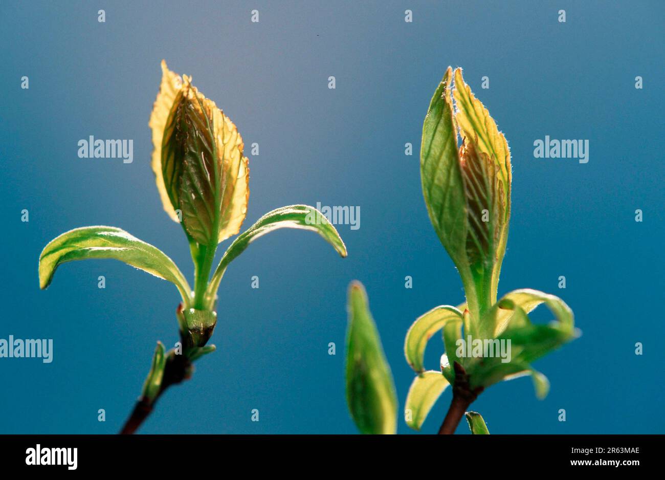 Young leaves in spring, leaf sprouts in spring, leaves, green ...