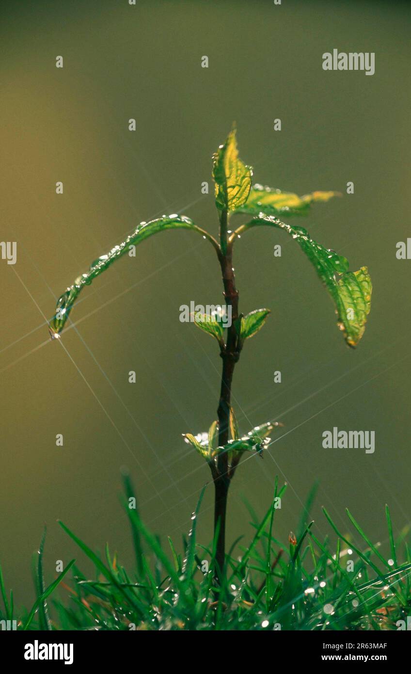 Tree seedling with raindrops in spring, Tree seedling with raindrops in ...