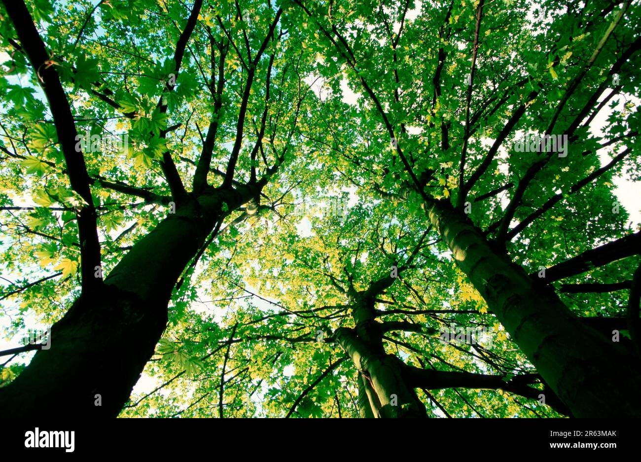 Maple trees in spring, deciduous tree, deciduous trees, Europe, from ...