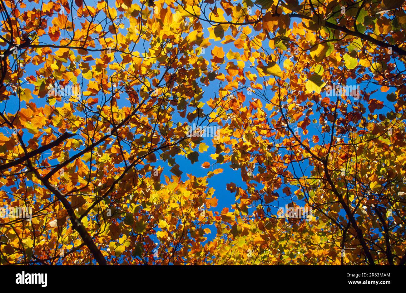 American tulip tree in hi-res stock photography and images - Alamy
