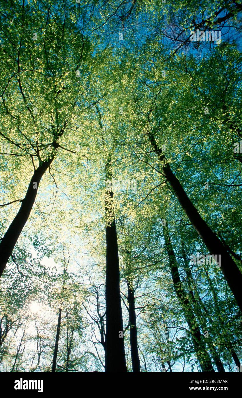 Low angle backlight shot trees hi-res stock photography and images - Alamy