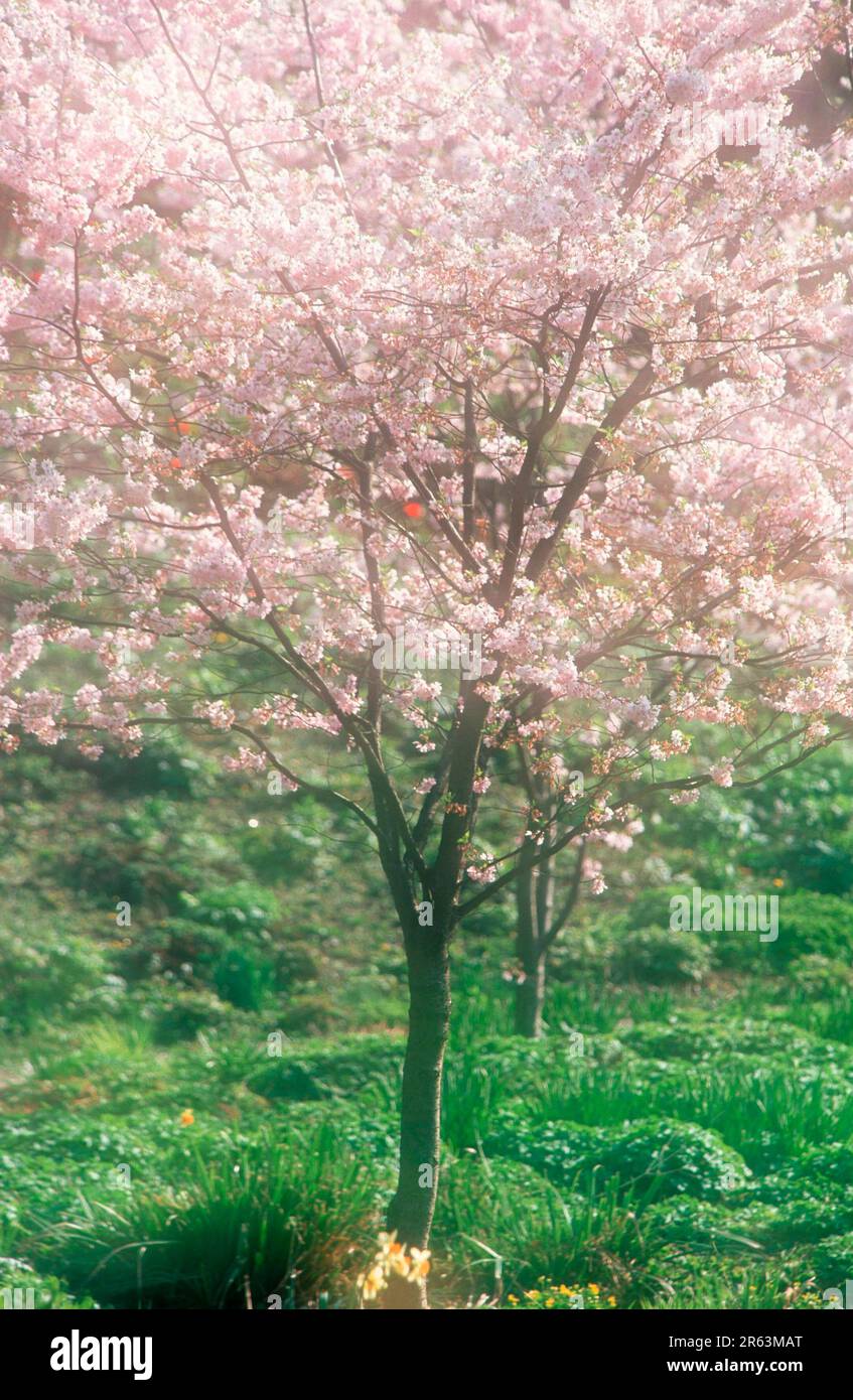 Blooming double cherry blossom Stock Photo - Alamy