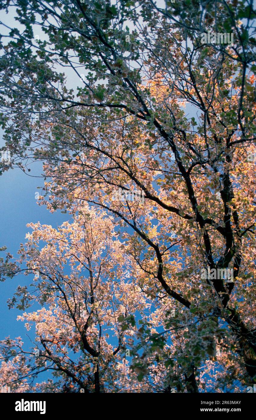 Oak with hoarfrost, Europe, beech family, Fagaceae, deciduous tree ...