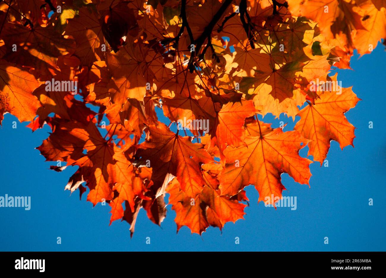 Norway maple (Acer platanoides) in autumn, plants, leaf, maple family ...